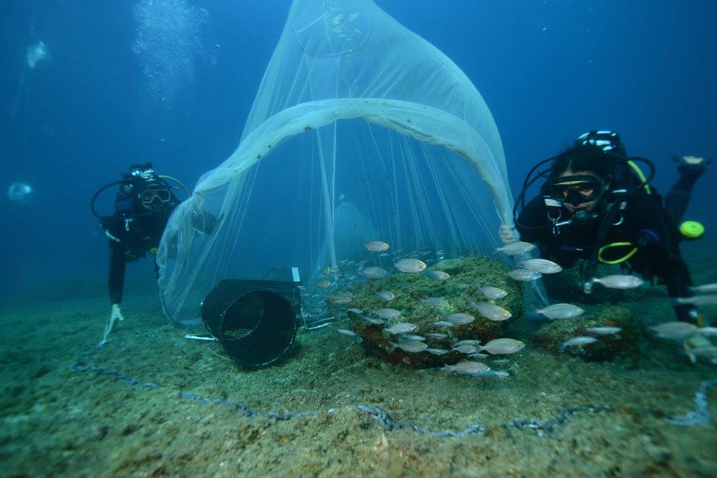 Biohut® – Artificial Fish Nursery Habitat | BIP