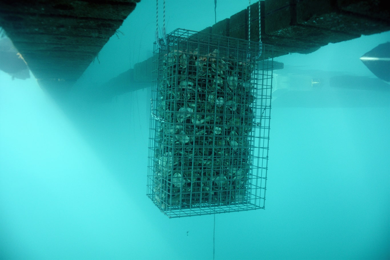 Biohut® – Artificial Fish Nursery Habitat | BIP