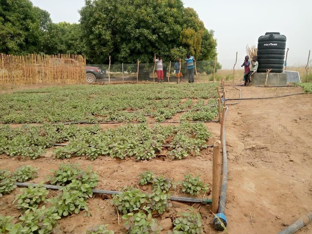 Tulip Gravity-Fed Household Water Filter | BIP