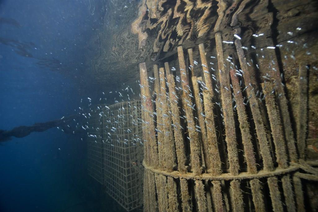 Biohut® – Artificial Fish Nursery Habitat | BIP